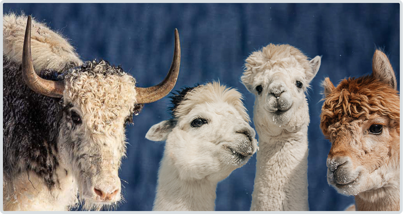 Shop All – Happy Yak