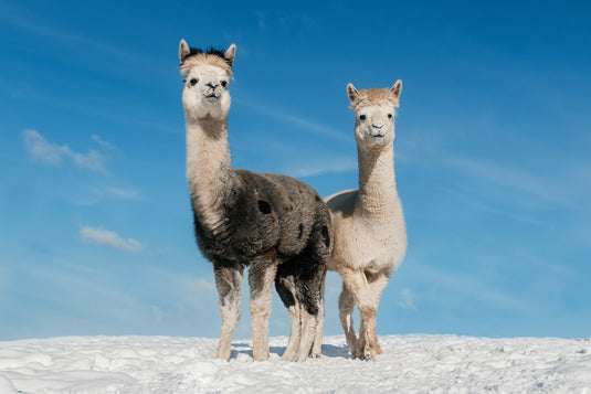 Happy Yak - Premium Yak and Alpaca Socks and Hats