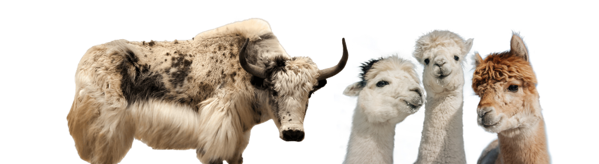 Happy Yak - Premium Yak and Alpaca Socks and Hats